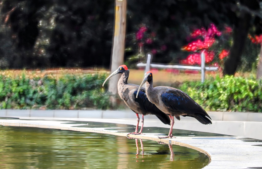 DAIICT Campus Bird Count | Dhirubhai Ambani Institute of Information and Communication Technology